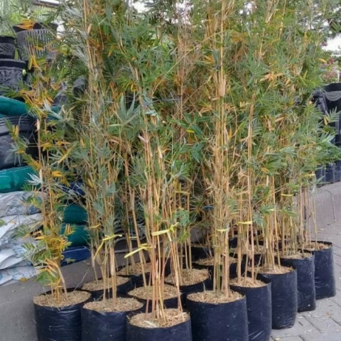 Jual TANAMAN HIAS BAMBU KUNING TINGGI 1 METER UP | Shopee Indonesia