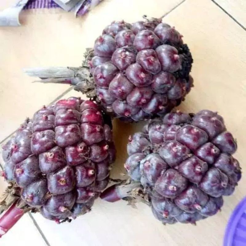 Jual buah honje laka-buah kecombrang merah 1kg | Shopee Indonesia