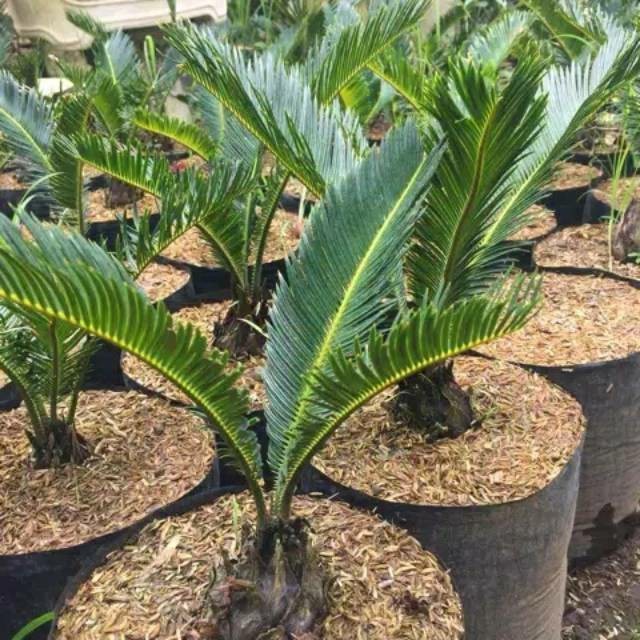 Jual Palem sikas (Cycas revoluta)bibit (1-2 daun) - Tanaman Hias Palem ...