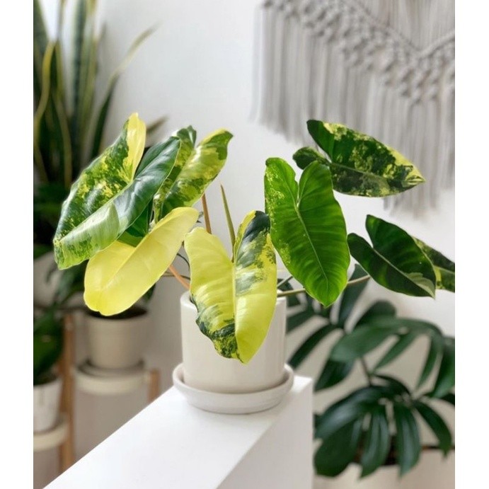 Jual ( BISA COD ) Tanaman Hias Brekele Varigata - Philodendron ...