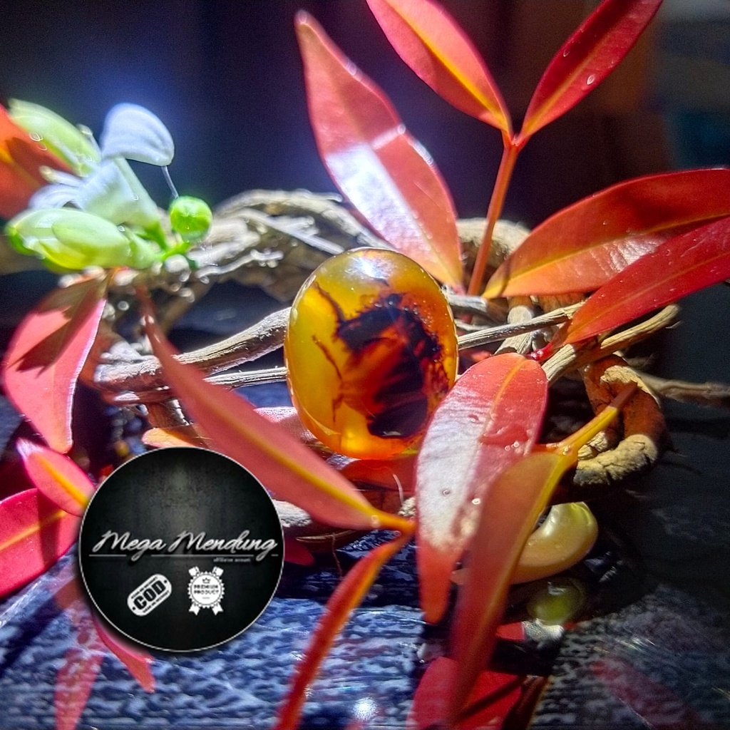 Jual BATU MUSTIKA SENGKOLO GENI ( COD ) | Shopee Indonesia