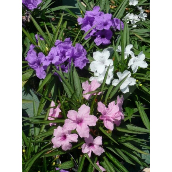 Jual Tanaman Hias Bunga Ruellia/Rowlia/Ruellia simplex/Kencana Ungu ...