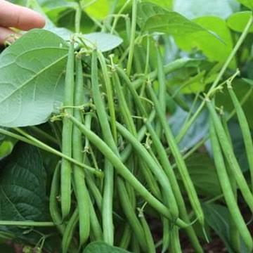 Jual Bibit benih sayur buncis super lebat unggul F1 isi 30 biji JB 57 ...