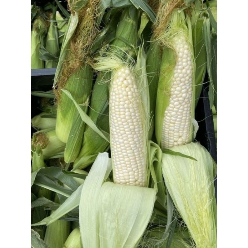 Jual MURAH BANGEEETT !!! 1KG BENIH JAGUNG PUTIH KETAN PULUT JAWI ...