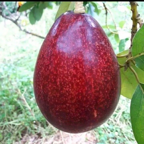 Jual GRATIS ONGKIR SELURUH PULAU JAWA DAN BALI - Bibit Alpukat Red ...