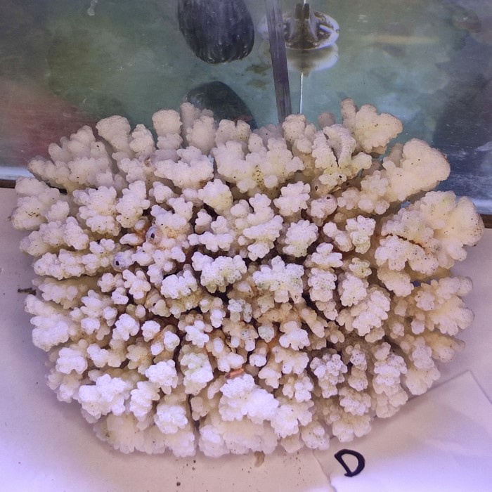 Jual Batu Asli Karang Laut Mati/Ukuran M/Hiasan aquarium /Aquascape ...