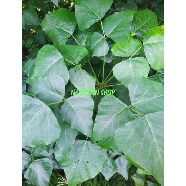Jual DAUN DADAP SEGAR 1 KG LANGSUNG PETIK | DAUN CANGKRING | Shopee ...