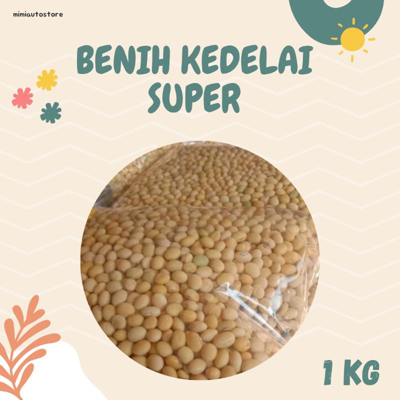Jual [ BENIH KEDELAI ] 1 KG BENIH KACANG KEDELAI SUPER UNGGUL | Shopee ...
