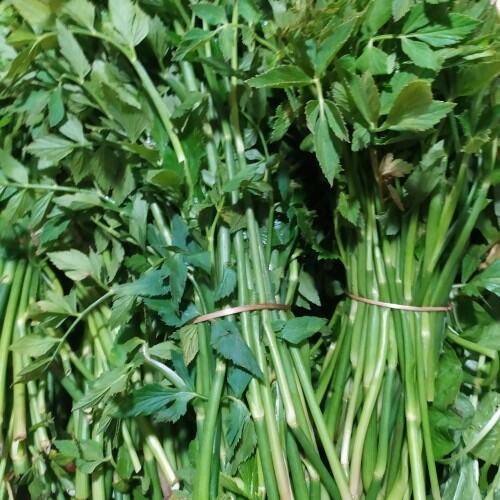 Jual TESPONG/saladren/lalapan segar 500 gram | Shopee Indonesia