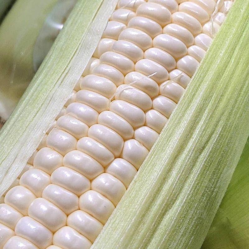 Jual 1 KG BENIIH JAGUNG PUTIH KETAN PULUT | Shopee Indonesia