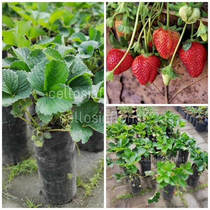 Jual Paket 10 Bibit Strawberry Stroberi California (Berbuah) | Shopee ...