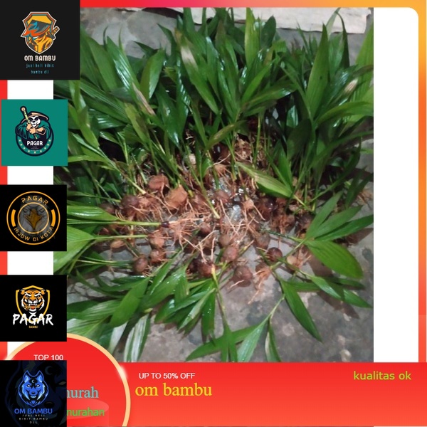 Jual Bibit pinang betara The seris | Shopee Indonesia