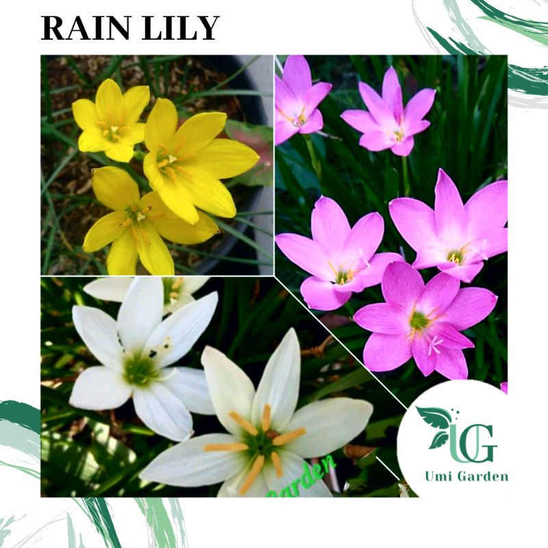 Jual Umbi Tanaman Hias Bunga Rain Lily Pink Putih Kuning Lily Peri ...