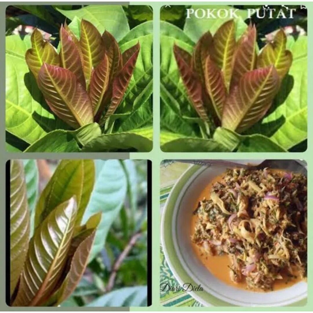 Jual Daun Putat Pucuk Putat Segar Lalapan Khas Sunda Siap Petik ...