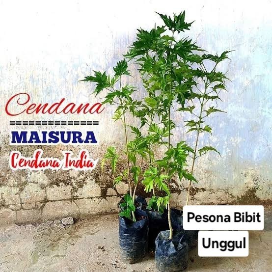Jual Bibit Tanaman Cendana Maisura India Langka | Bibit Cendana India ...