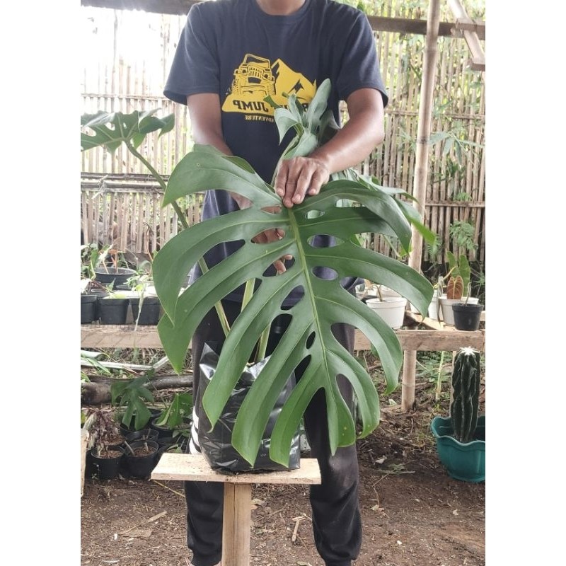 Jual Tanaman Hias Monstera Brazilian Form Besar | Shopee Indonesia