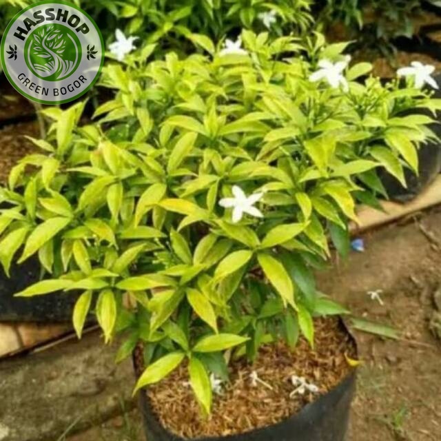 Jual Tanaman hiyas rembosa mini garden | Shopee Indonesia