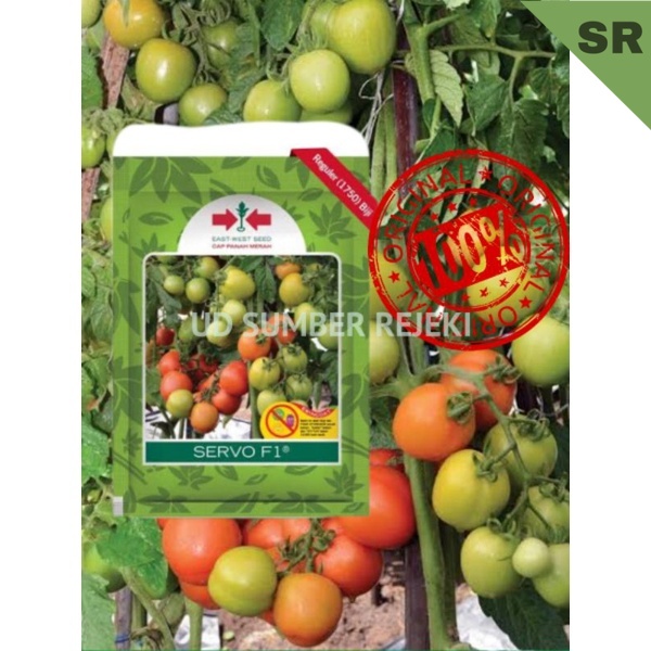Jual Tomat servo F1 asli 100% | Shopee Indonesia