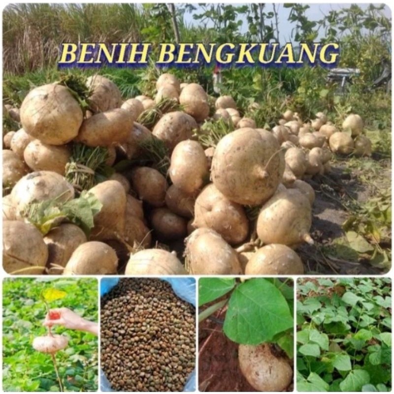 Jual 30 BENIH BENGKOANG BESAR SUPER JAWI | Shopee Indonesia