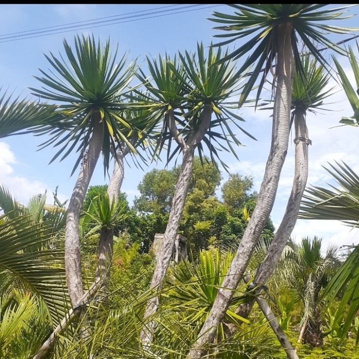 Jual pohon pandan bali posil batang besar | Shopee Indonesia