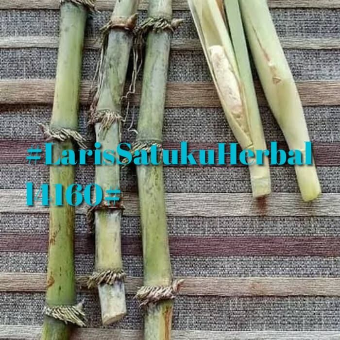Jual Bibit Tanaman Terubuk Bibit Batang Pohon Terubuk siap tanam ...