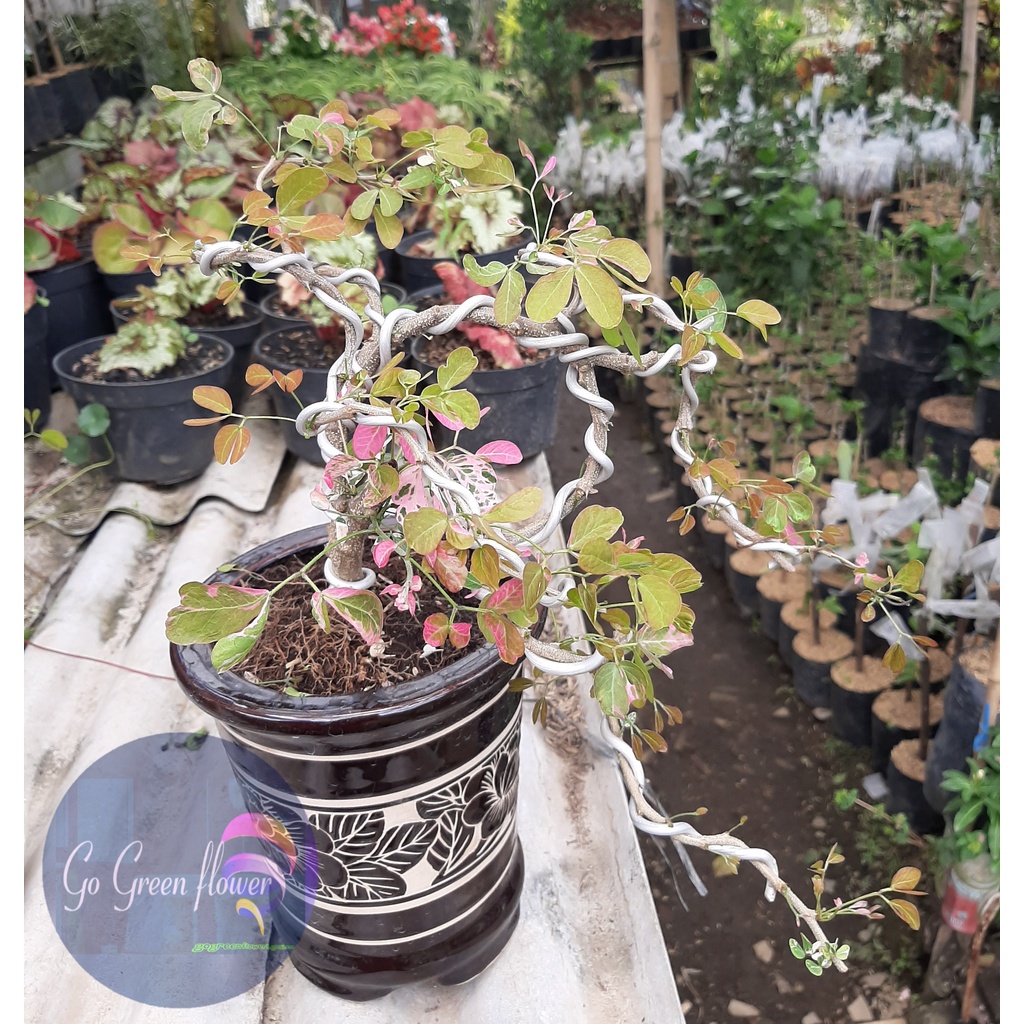 Jual BAHAN BONSAI ASEM LONDO - asam belanda (Pithecellobium dulce ...