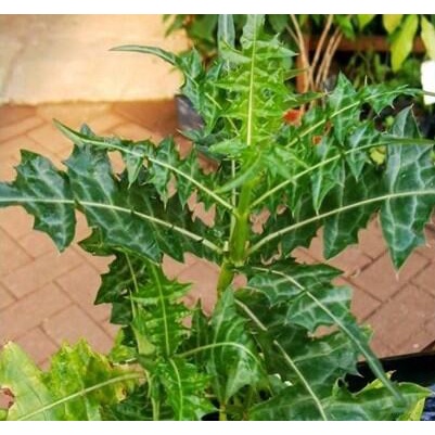 Jual Bibit daun daruju herbal/acanthus ilicifolius untuk kanker ...