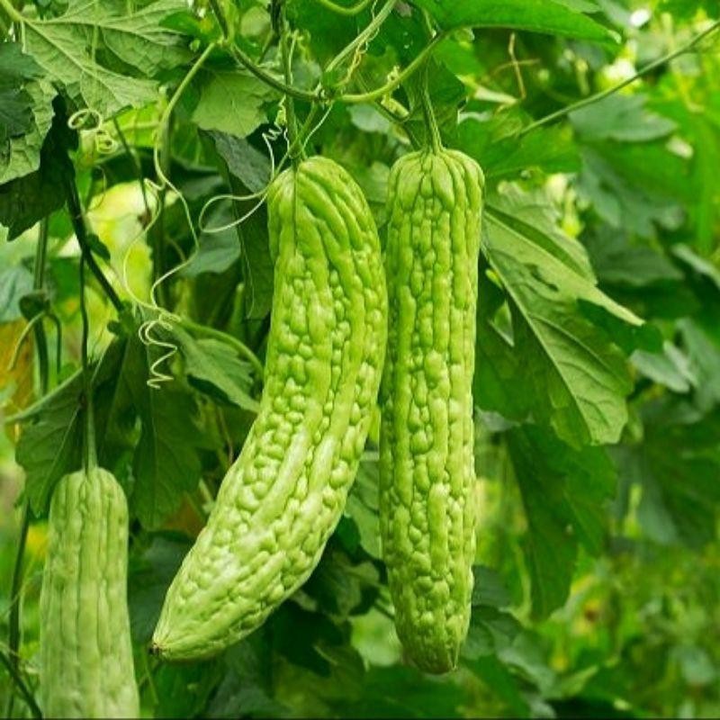 Jual 4 Benih Pare Paria RADEN F1 - Panah Merah Biji Pare Bibit Pare ...