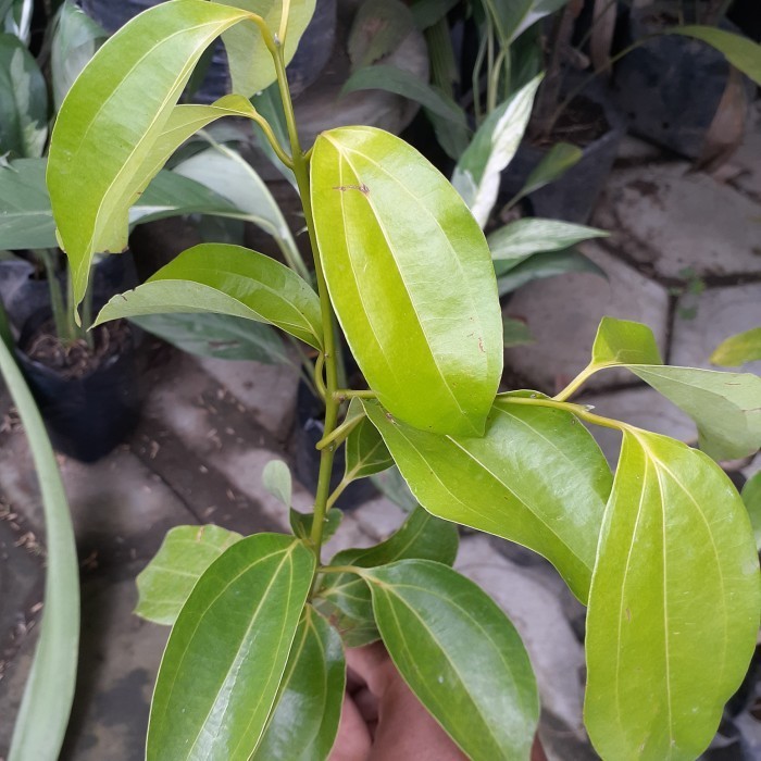 Jual Bibit Tanaman kayu Manis/ Pohon Kayumanis Unggulan | Shopee Indonesia