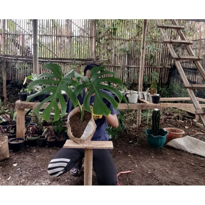 Jual Tanaman Indoor Monstera Brazilian Form | Shopee Indonesia