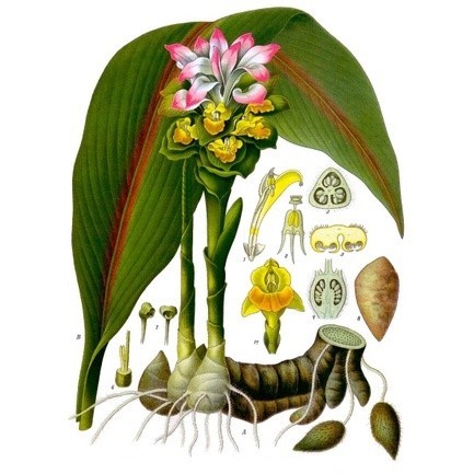 Jual Tanaman Temu Putih Curcuma Zedoaria | Shopee Indonesia