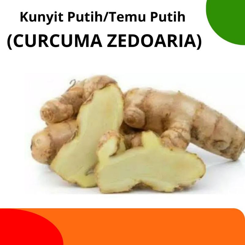 Jual Kunyit Putih / Temu Putih Segar 1 kg Curcuma Zedoaria 1kg | Shopee ...