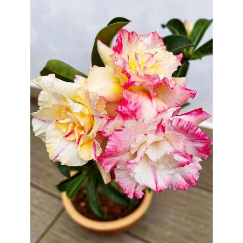 Jual AT! Adenium Bunga Tumpuk - Bunga Hidup Adenium Bonggol Besar ...