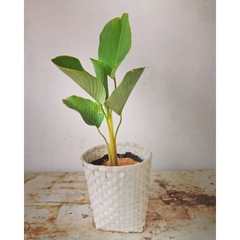 Jual CALATHEA LUTHEA - Tanaman Hias Calathea Pisang Luthea | Shopee ... Jual CALATHEA LUTHEA - Tanaman Hias Calathea Pisang Luthea | Shopee ...
