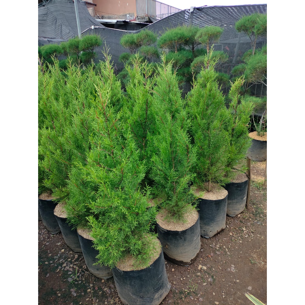 Jual CEMARA RENTES 1 METER - Tanaman Hias Hidup Cemara Rentes Wangi ...