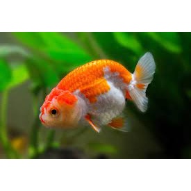 Jual Koki Panda Red cap Mutiara Buldog Oranda Tekim - ETALASE | Shopee ...