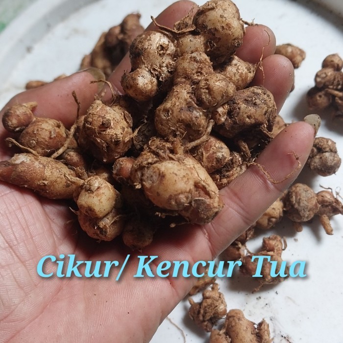 Jual Cikur Tua 1kg Kualitas bagus Segar kencur seblak dan lainnya ...