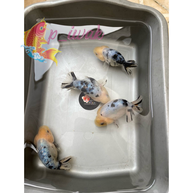 Jual Promo RANCHU COW IKAN RANCU GOLDFISH SAPI AIR IKAN HIAS ...