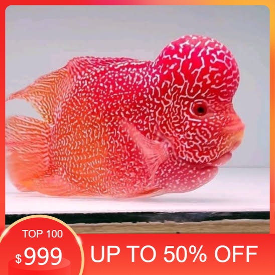 Jual singletank lohan golden base GB 7 8 9 cm louhan goldenbase flower ...