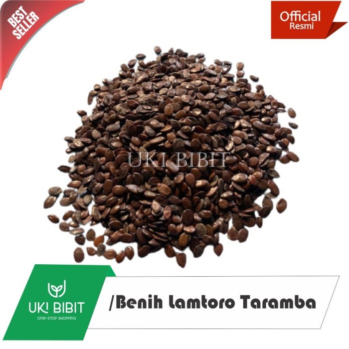 Jual ( 500 Butir ) Benih Lamtoro Taramba - Hijauan Pakan Ternak ...
