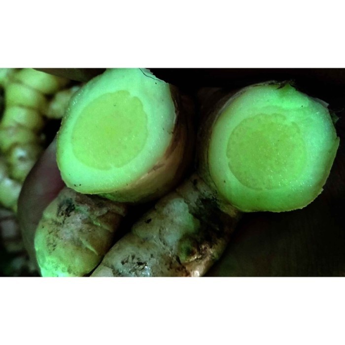Jual KUNYIT MANGG/TEMU MANGGA (CURCUMA MANGGA) 1KG SEGAR | Shopee Indonesia