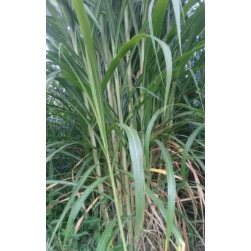 Jual New Promo Bibit rumput ingres-napier pakchong- stek batang ...