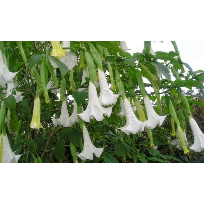 Jual DAUN KECUBUNG SEGAR 1KG DATURA METEL / FASTULOSA | Shopee Indonesia