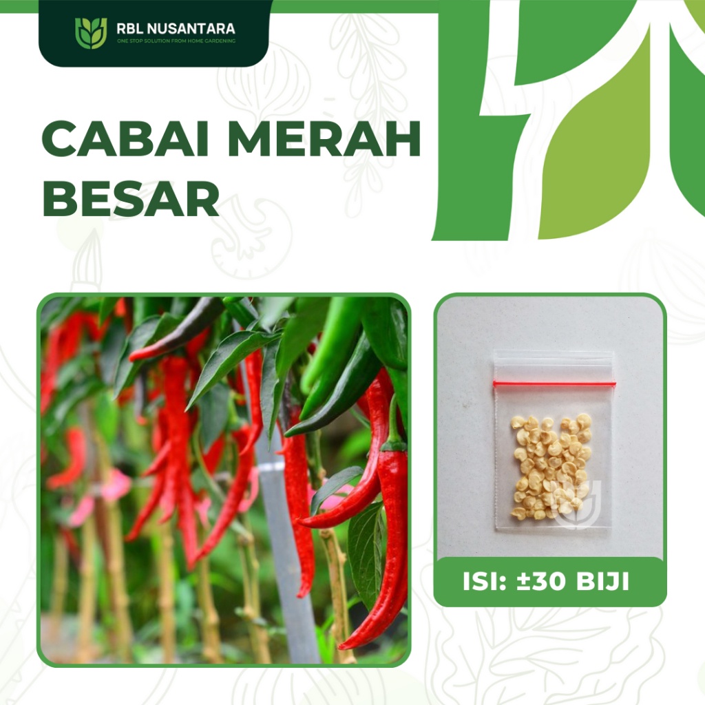 Jual 30 Benih Cabe Merah Besar Simpatik Bibit Cabai Unggul | Shopee ...