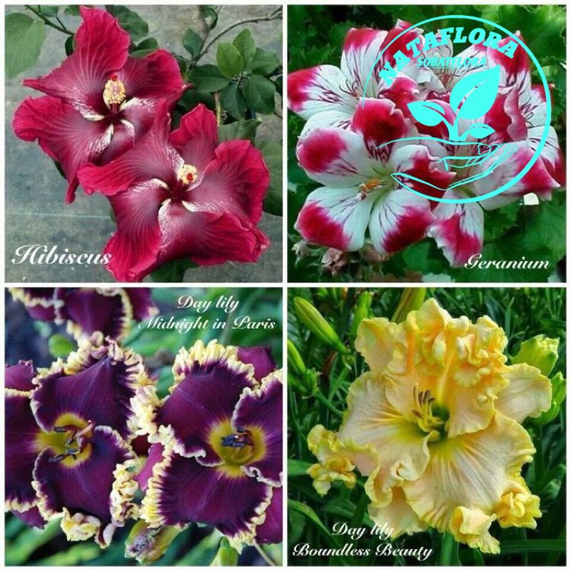 Jual PROMO!!PAKET 4 ADENIUM KAMBOJA JEPANG OBESUM | Shopee Indonesia Jual PROMO!!PAKET 4 ADENIUM KAMBOJA JEPANG OBESUM | Shopee Indonesia