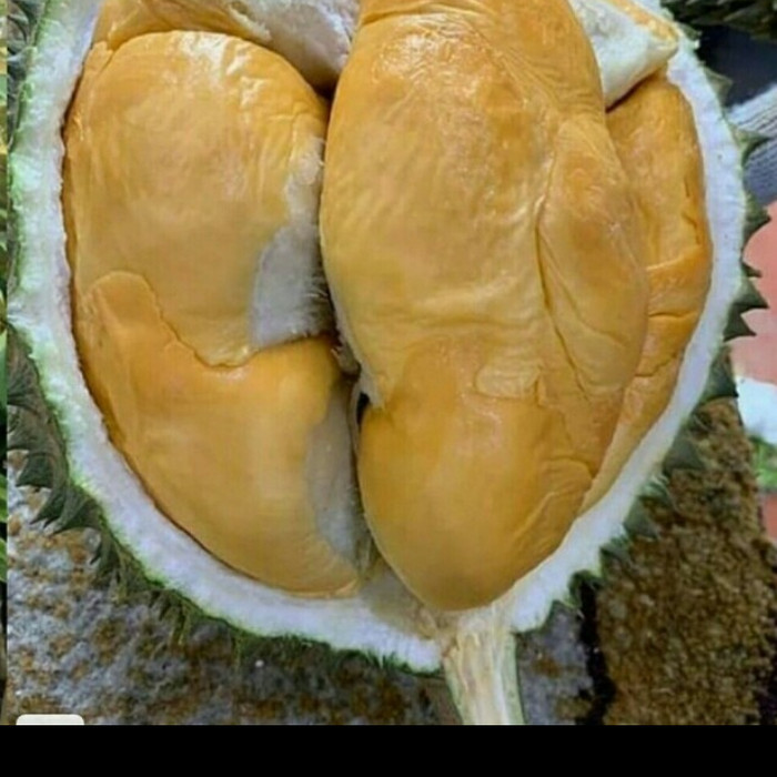 Jual Bibit Durian Mentega Super (daging tebal) | Shopee Indonesia