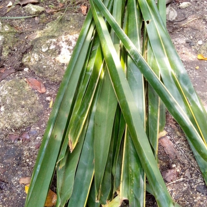 Jual 25 Lembar Daun Kelapa / Daun Kelapa Tua / Blarak Belanja disini ...