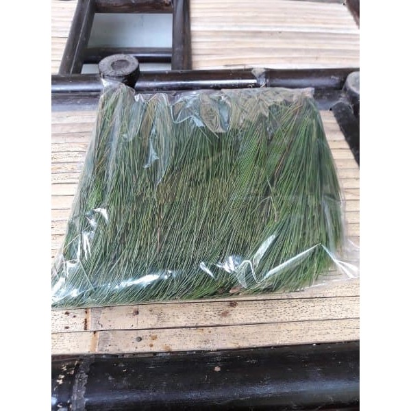 Jual Herbal DAUN PINUS SEGAR FRESH | Shopee Indonesia