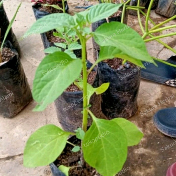 Jual bibit tanaman pohon leunca sayur | Shopee Indonesia