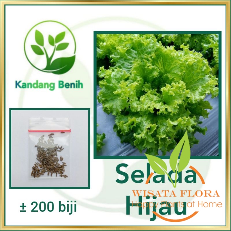 Jual 200 Biji - Benih Selada Hijau Keriting Grand Rapids Hidroponik - Bibit Tanaman Sayur ...